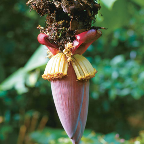 Growing a Juicy Fruit Forest - FineGardening