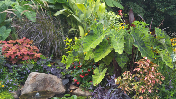Conifers for Shade - FineGardening