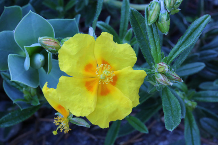 Rock Roses Shine in Spring - Fine Gardening