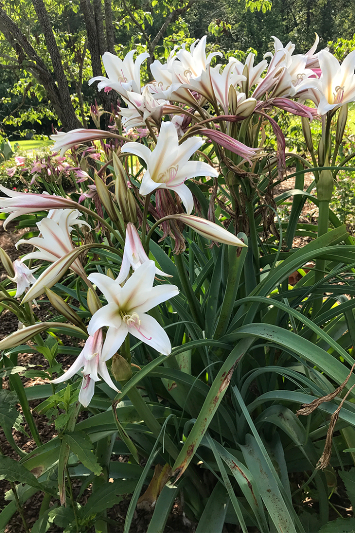 Crinum Lilies Are Long-Lasting Show-Stoppers - Fine Gardening