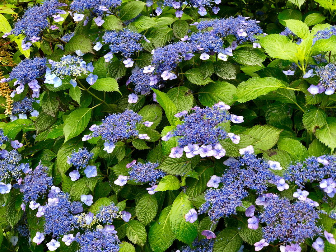Hydrangeas, Roses, and More - Fine Gardening