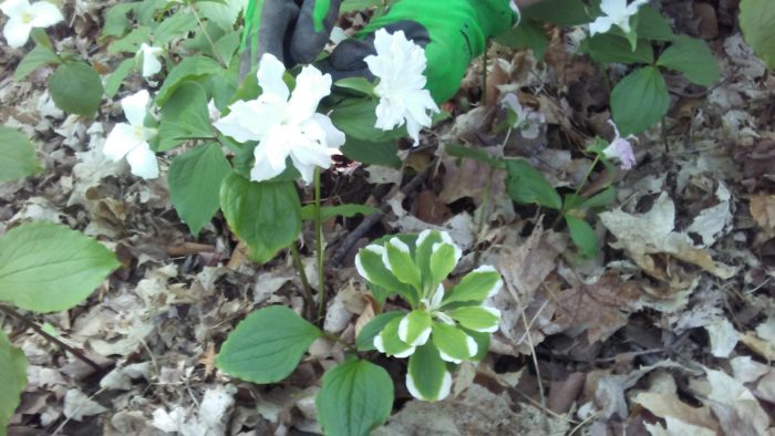 Celebrating an Iconic Wildflower - Fine Gardening