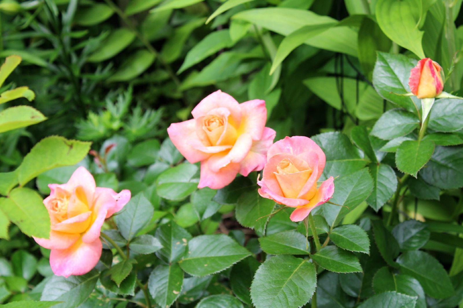 A Garden of Roses - Fine Gardening