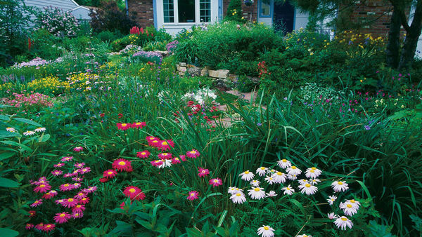 Native Flowers for Native Pollinators | Northern California Regional ...