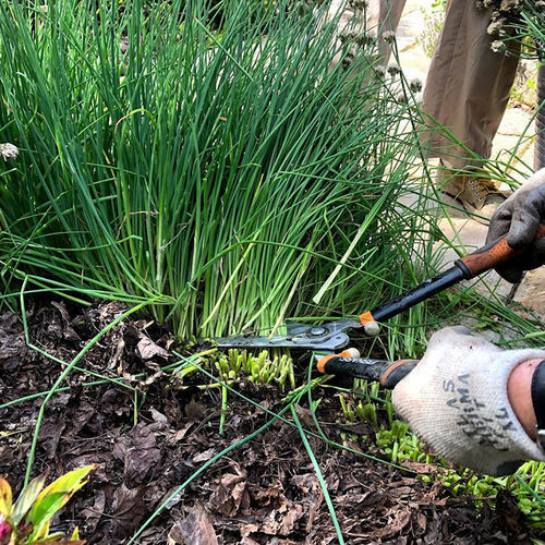 Midwest: August Garden To-Do List - FineGardening