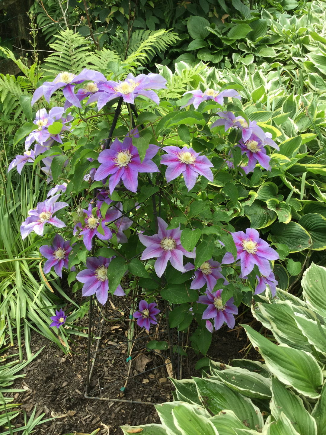 A Celebration of Clematis - Fine Gardening