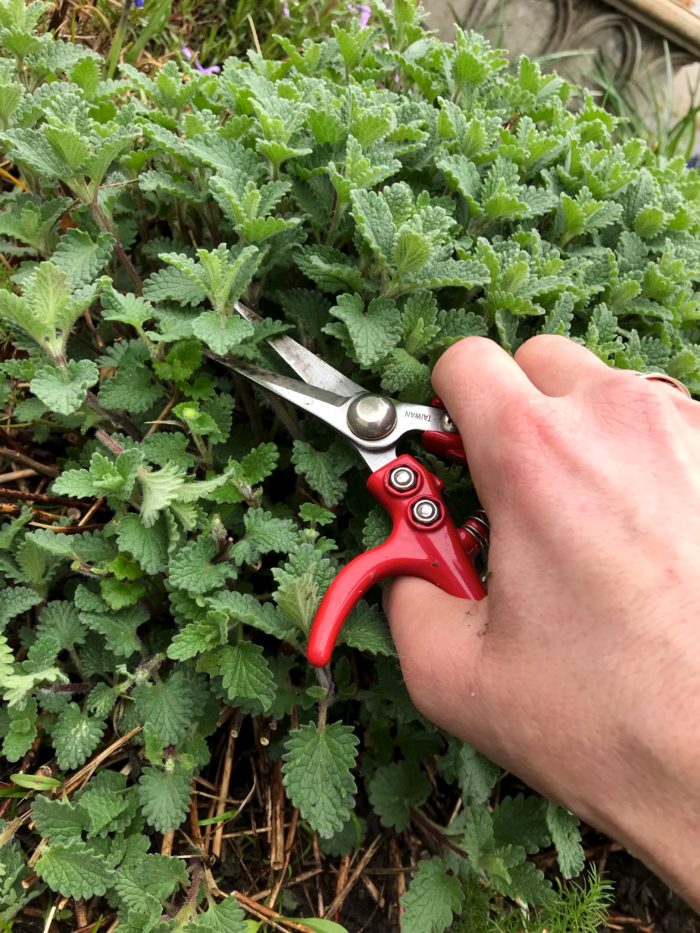 Northwest: July Garden To-Do List - FineGardening