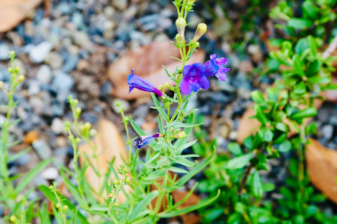 Designing a Hellstrip Garden, Part 2 - Fine Gardening