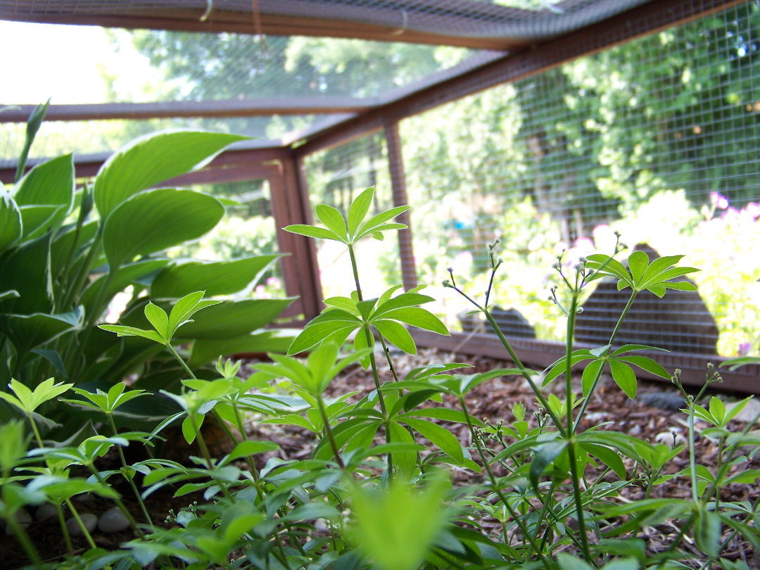 Making a Garden for Pet Turtles - Fine Gardening