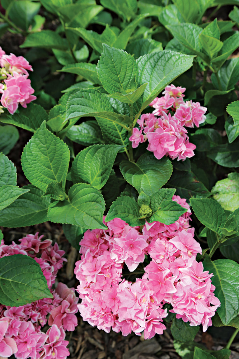 The Best New Hydrangeas - Fine Gardening