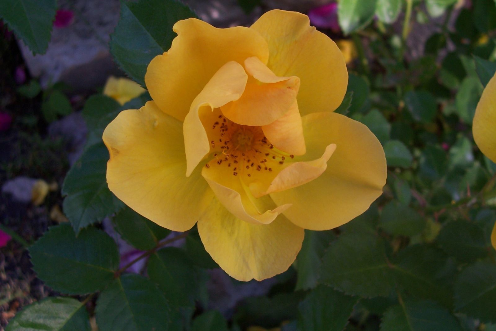 Making a Beautiful Garden in Zone 3 - Fine Gardening