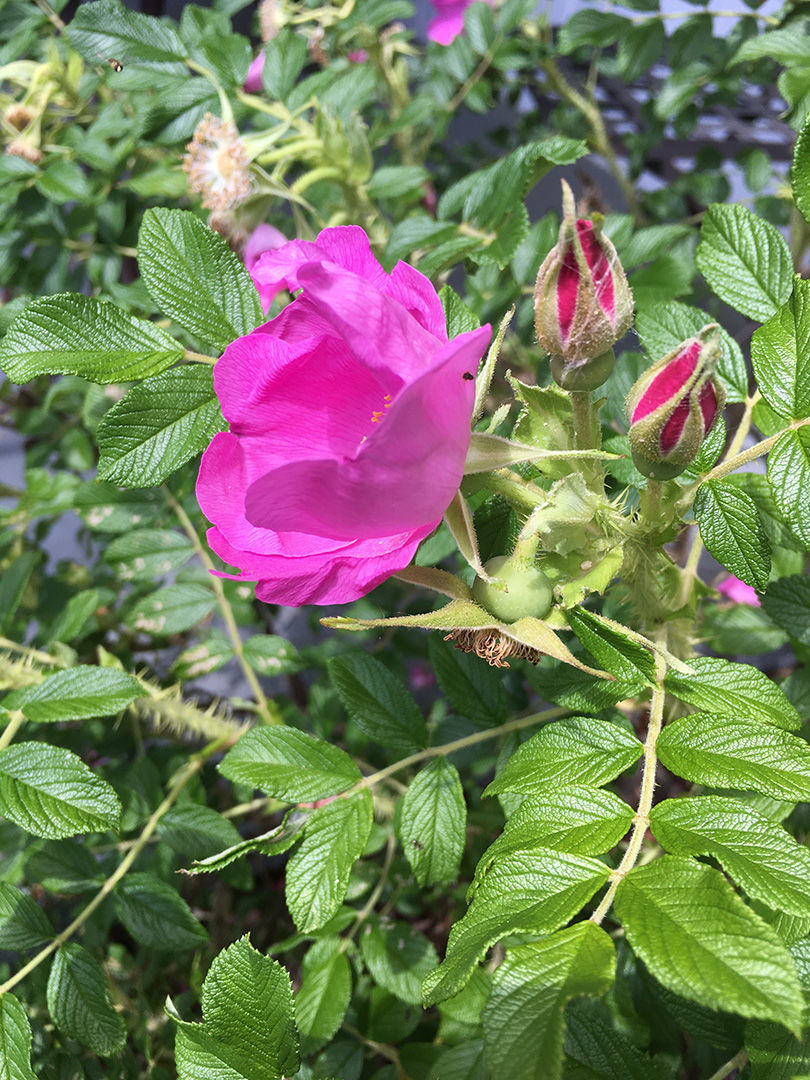 Northwest: July Garden To-Do List - FineGardening