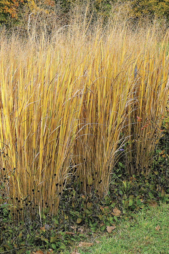 Beyond the Green Wall: Naturalistic Hedge Ideas - Fine Gardening