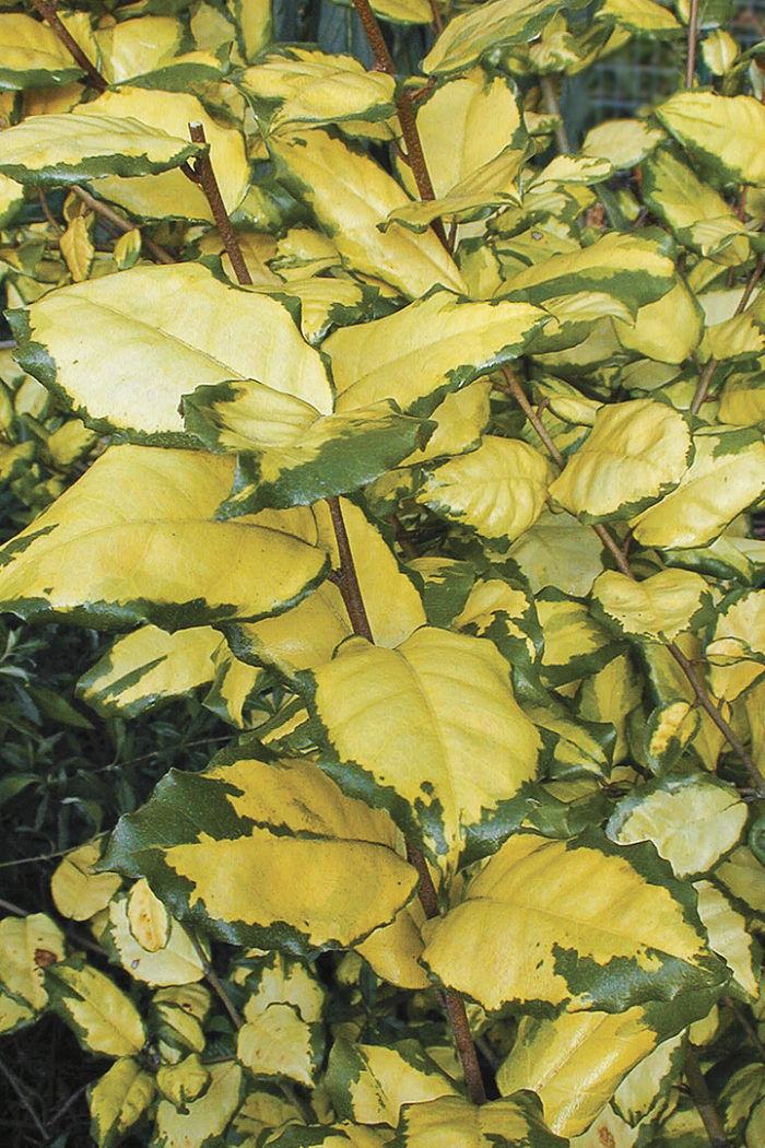 Beyond the Green Wall: Naturalistic Hedge Ideas - Fine Gardening