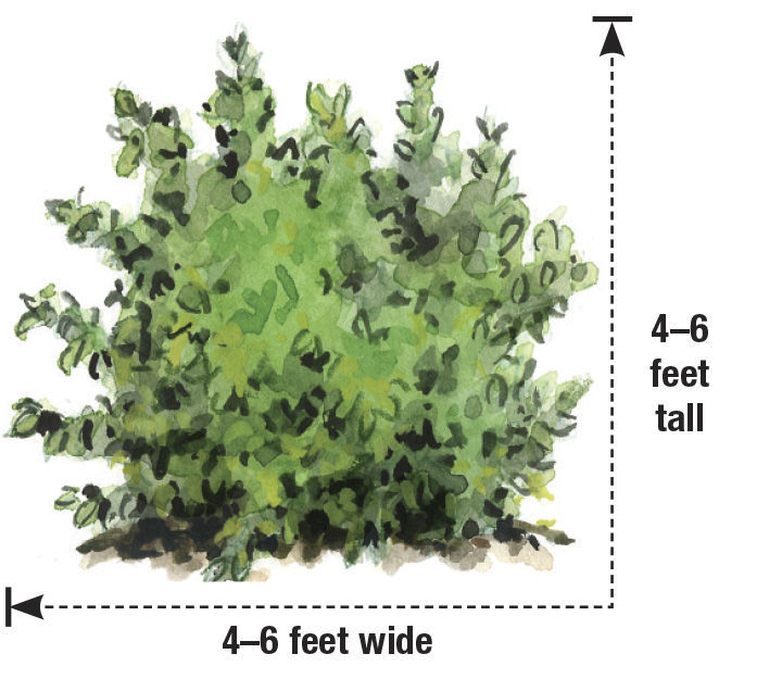 Beyond the Green Wall: Naturalistic Hedge Ideas - Fine Gardening