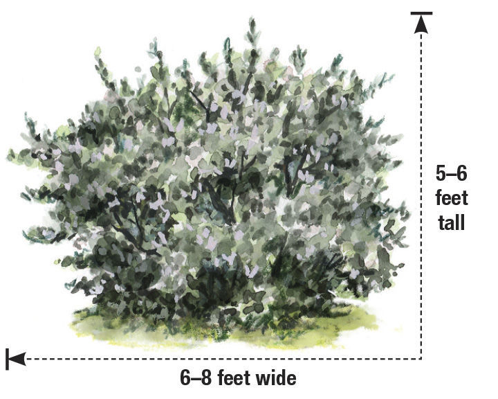 Beyond the Green Wall: Naturalistic Hedge Ideas - Fine Gardening
