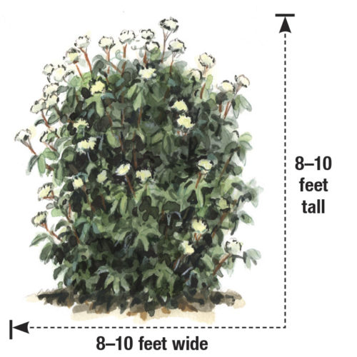 Beyond the Green Wall: Naturalistic Hedge Ideas - Fine Gardening