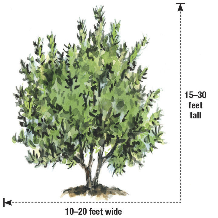 Beyond the Green Wall: Naturalistic Hedge Ideas - Fine Gardening