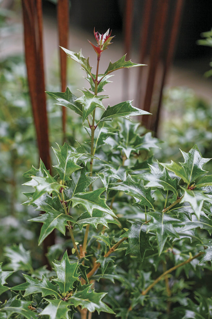 Beyond the Green Wall: Naturalistic Hedge Ideas - Fine Gardening