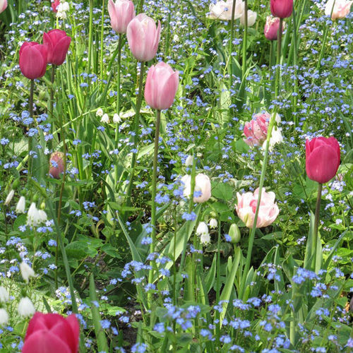 Time to Order Spring Bulbs - Fine Gardening