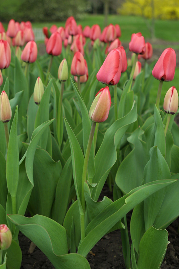 Time to Order Spring Bulbs - Fine Gardening