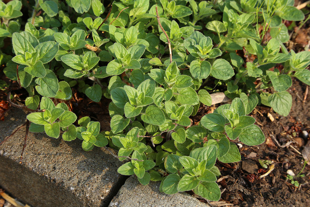 Southeast: August Garden To-Do List - FineGardening
