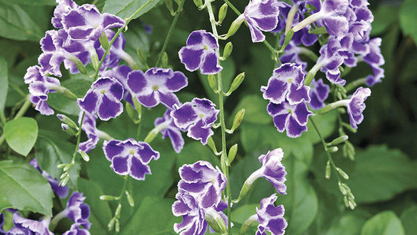 Beyond the Green Wall: Naturalistic Hedge Ideas - FineGardening