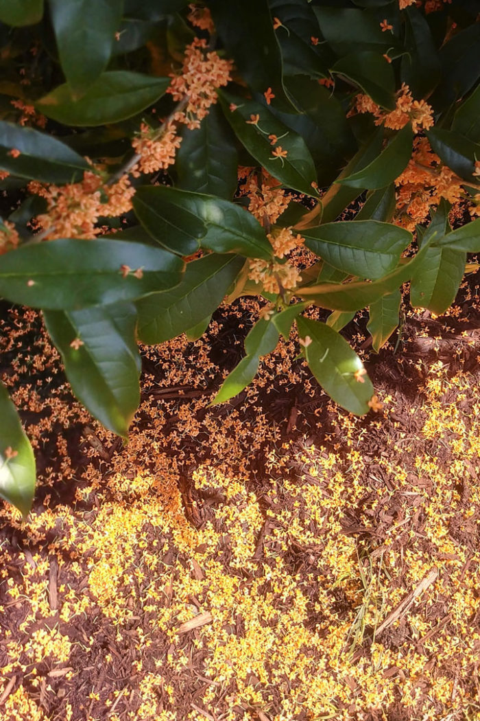 Tea Olive Shrubs for the Southeast - Fine Gardening