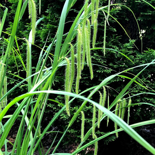 Essential Sedges for the Midwest - Fine Gardening