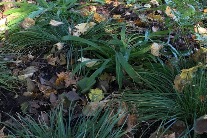 Essential Sedges for the Midwest - Fine Gardening