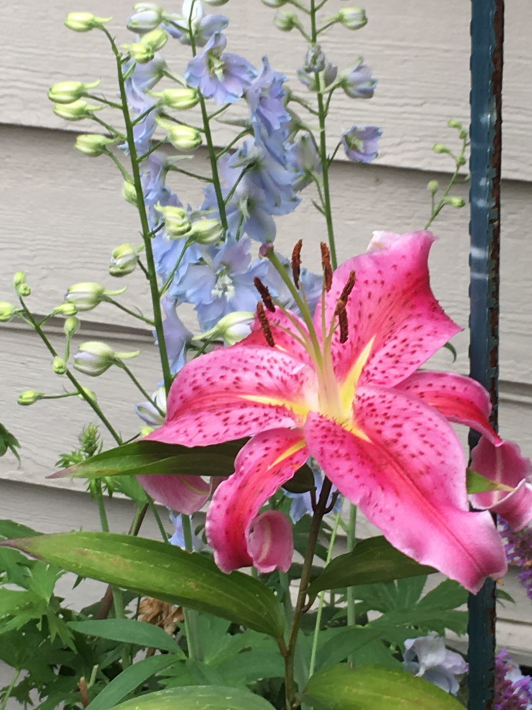 The Flowers of August - Fine Gardening