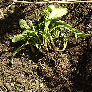 Divide and Conquer: How to Divide and Multiply Perennials - Fine Gardening