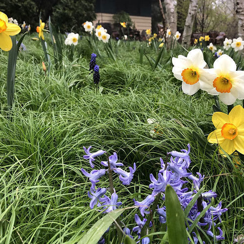 Bulb Planting Season Is Here - Fine Gardening