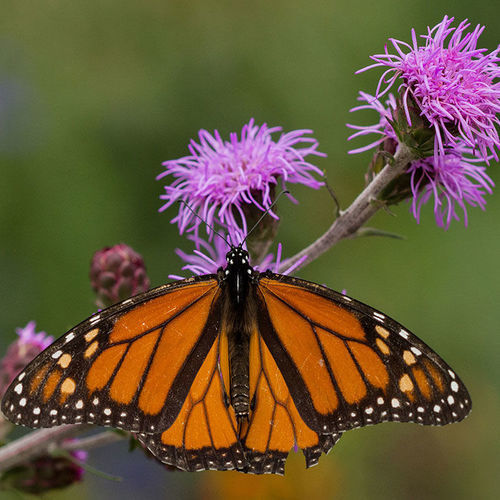 How to Support the Monarch Migration - Fine Gardening