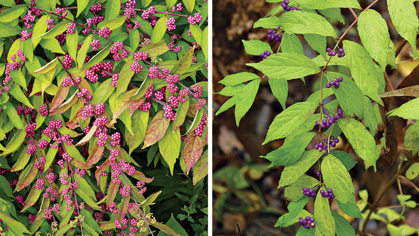 This beautyberry is the first to stand tall - Fine Gardening