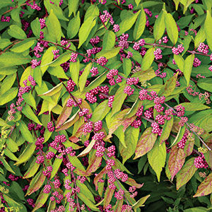 Beautyberry: Fall’s Most Fantastic Shrub - Fine Gardening