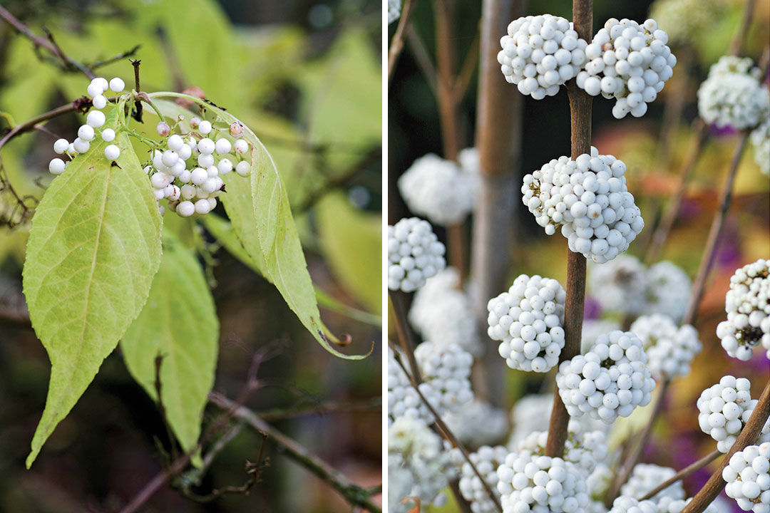 Beautyberry: Fall’s Most Fantastic Shrub - Fine Gardening