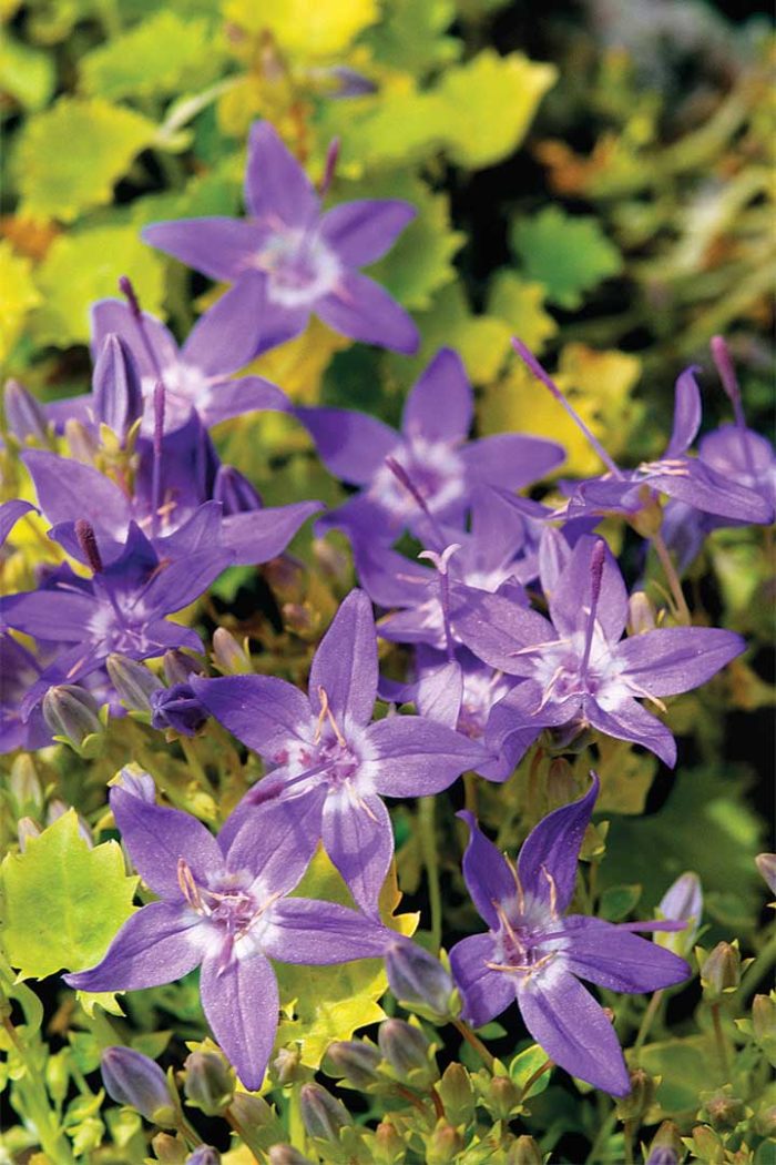 10 Small Plants to Grow Now - Fine Gardening