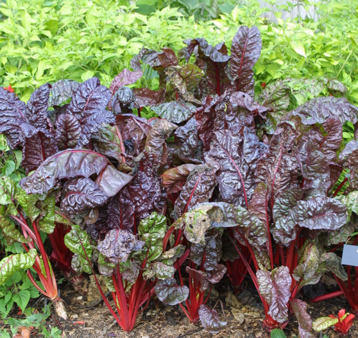 Mountain West: October Garden To-Do List - FineGardening