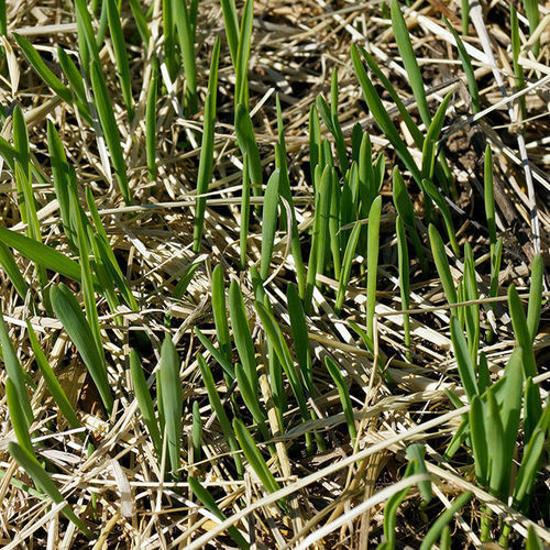 Plant a Perennial Garlic Patch - Fine Gardening