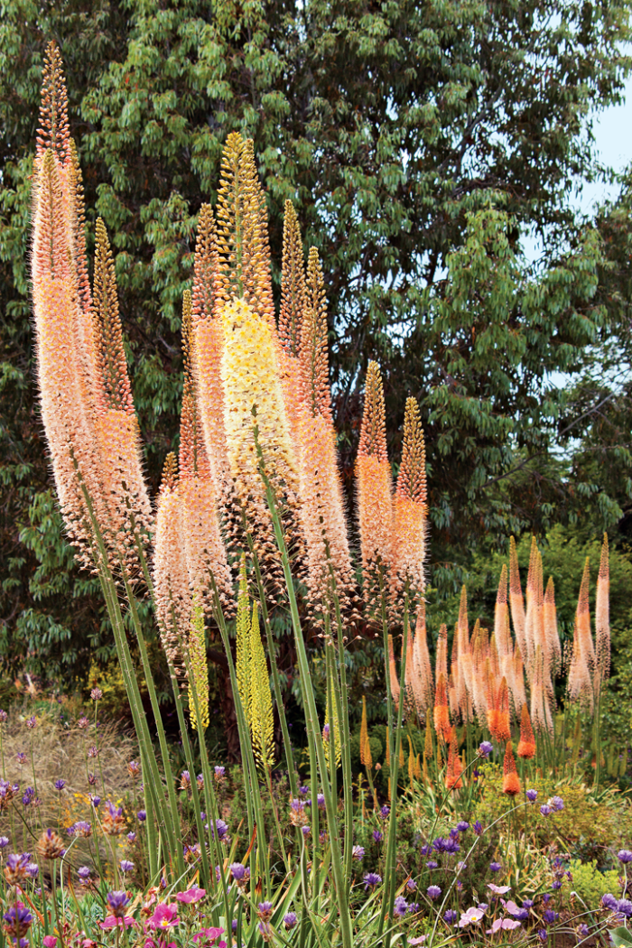 Extraordinary Spring Bulbs to Plant in Fall - Fine Gardening