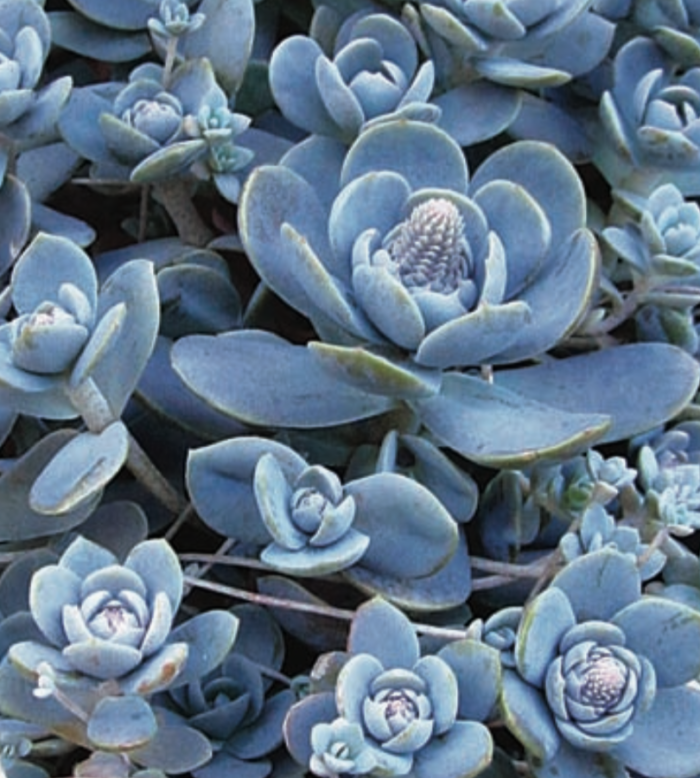 Regional Picks: Short Plants – South - Fine Gardening