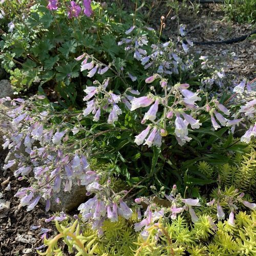3 Ways to Use Short Plants - Fine Gardening