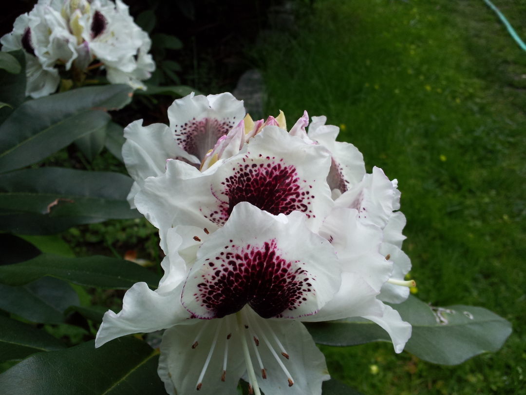 Tiny Alpines and Huge Peonies - Fine Gardening