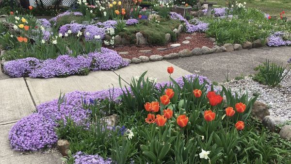 Great Low-Growing Plants - FineGardening