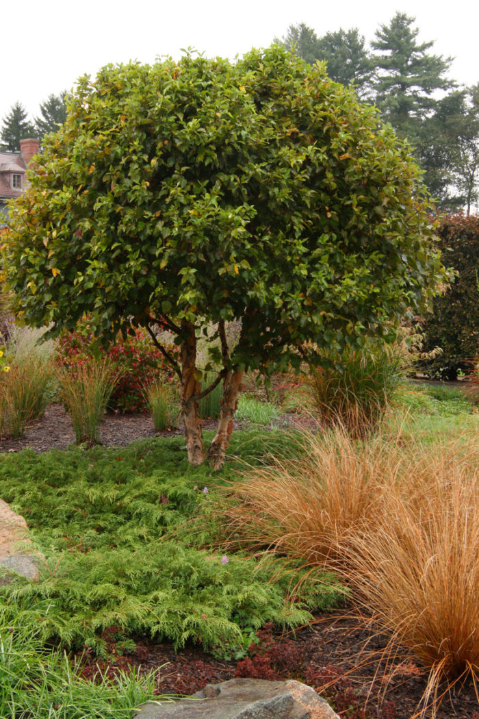 Episode 48: Best Small Trees - Fine Gardening