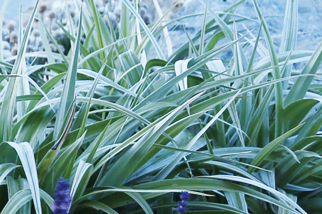 Great Low-Growing Plants - Fine Gardening