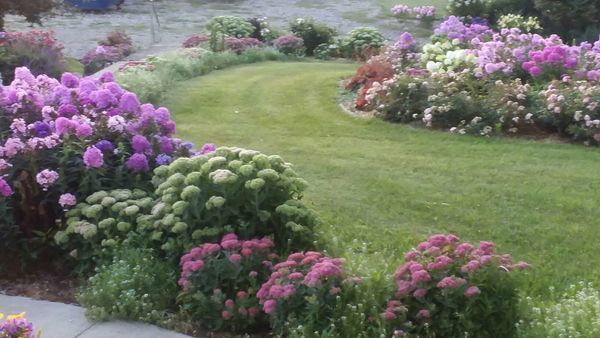 Great Low-Growing Plants - FineGardening