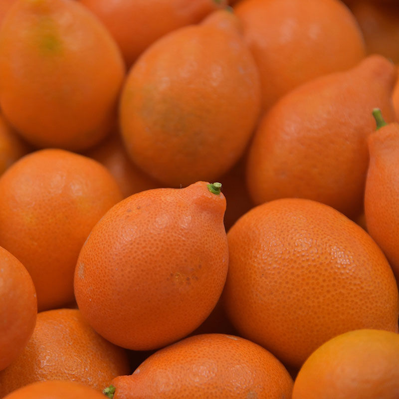 Growing Citrus in Northern California - Fine Gardening