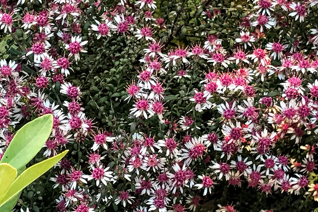 Amazing Asters for a Late-Season Show - Fine Gardening